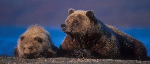 Anan Bears Tour | Alaska Charters and Adventures | Wrangell