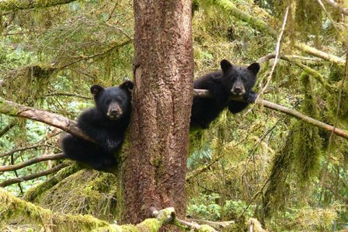 Anan Bears Tour | Alaska Charters and Adventures | Wrangell
