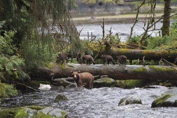 Anan Bears Tour | Alaska Charters and Adventures | Wrangell
