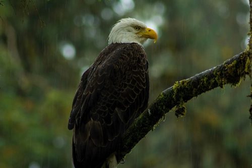 Anan Bears Tour | Alaska Charters and Adventures | Wrangell