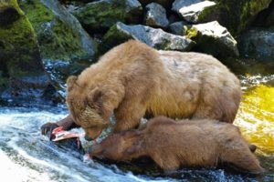 Anan Bears Tour | Alaska Charters and Adventures | Wrangell