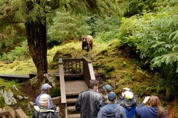 Anan Bears Tour | Alaska Charters and Adventures | Wrangell