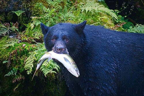 Anan Bears Tour | Alaska Charters and Adventures | Wrangell