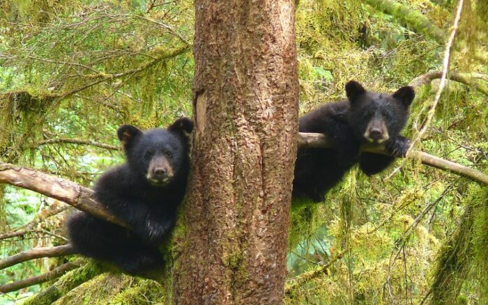 Anan Bears Tour | Alaska Charters and Adventures | Wrangell
