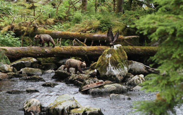 Anan Bears Tour | Alaska Charters and Adventures | Wrangell