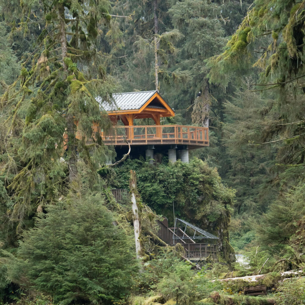 Anan Bears Tour | Alaska Charters and Adventures | Wrangell