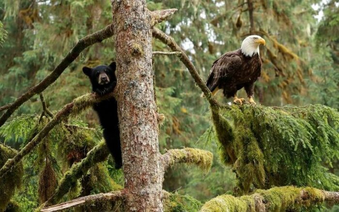 Anan Bears Tour | Alaska Charters and Adventures | Wrangell